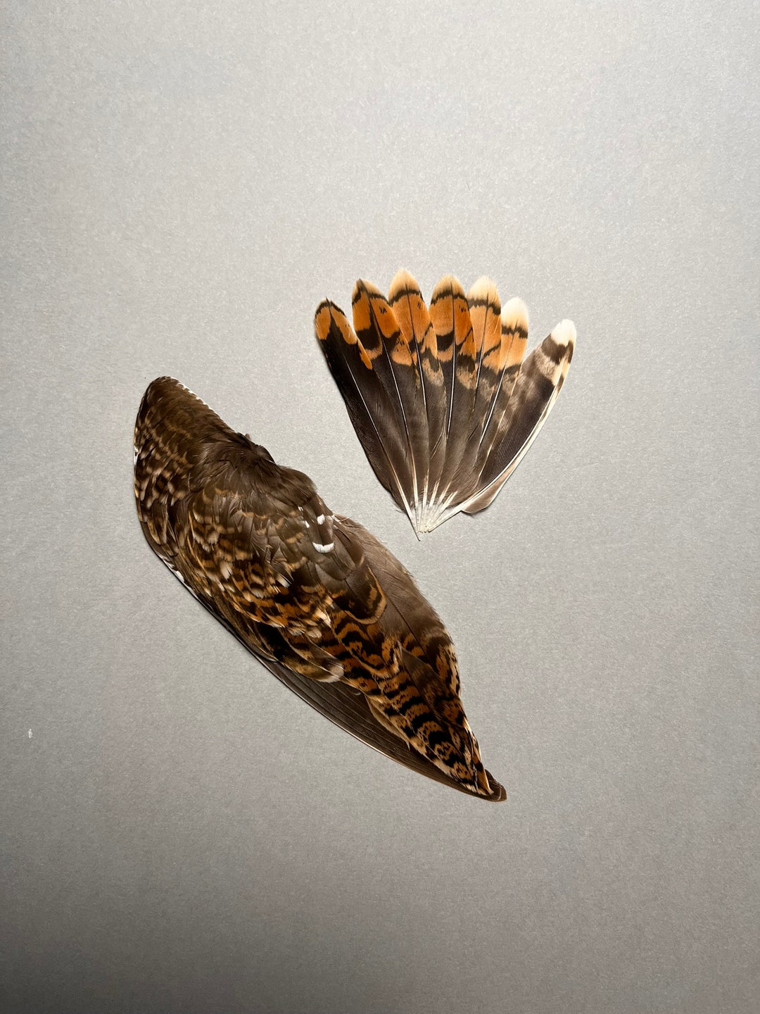 Common Snipe/ Gallinago Gallinago/ Real Wing and Tail Feathers for ...