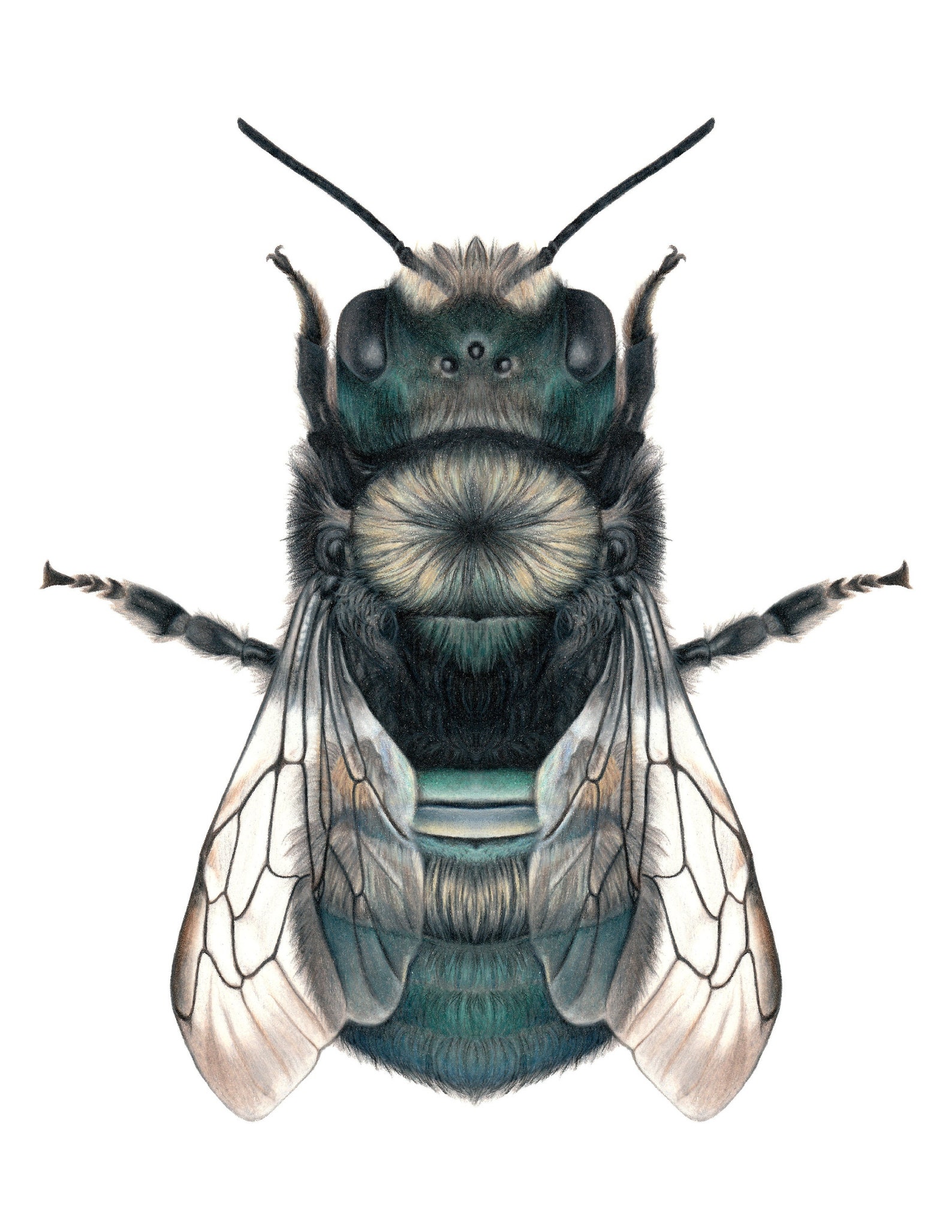 Solitary Mason Bee osmia Sp. Colored Pencil Illustration | Etsy UK