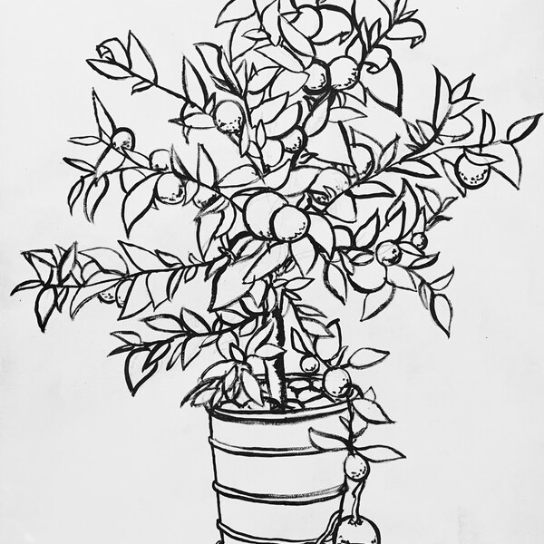 Calamansi Tree - Etsy
