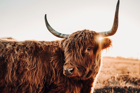 Highland Cow Morning Sun - Etsy