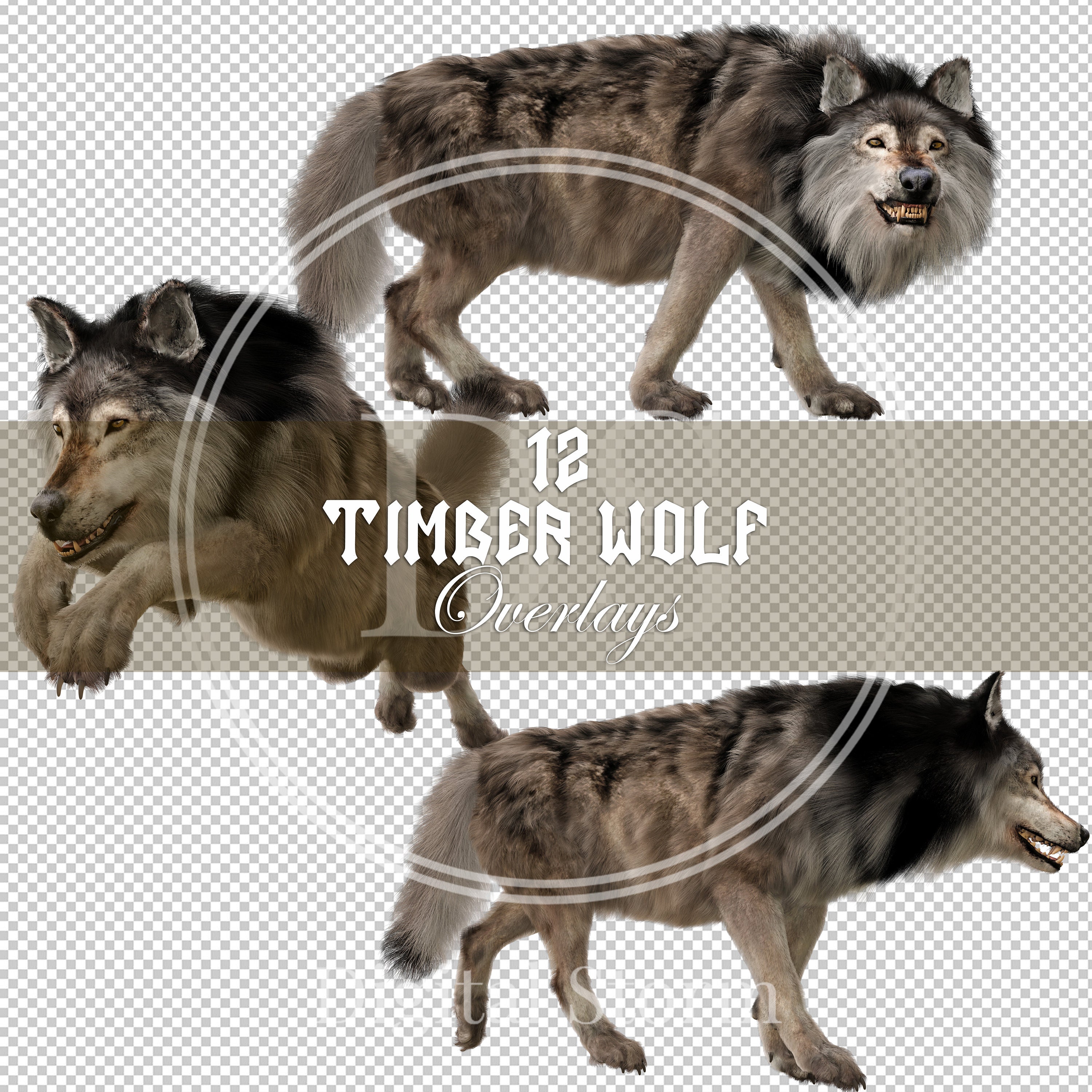 12 Timber Wolf Overlays , Wolf Clip Art , Transparent Background , PNG ...