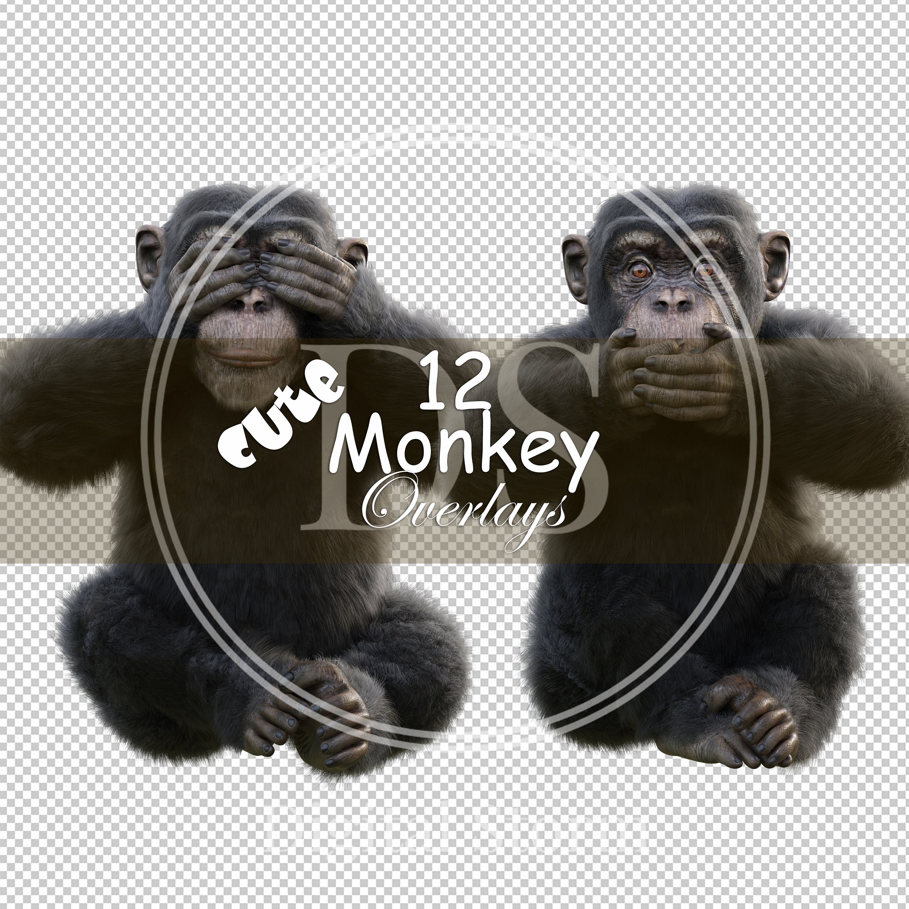 Chimpanzee , 12 Monkey Overlays, Grate Ape , Baby Monkey, Cute Monkey ...