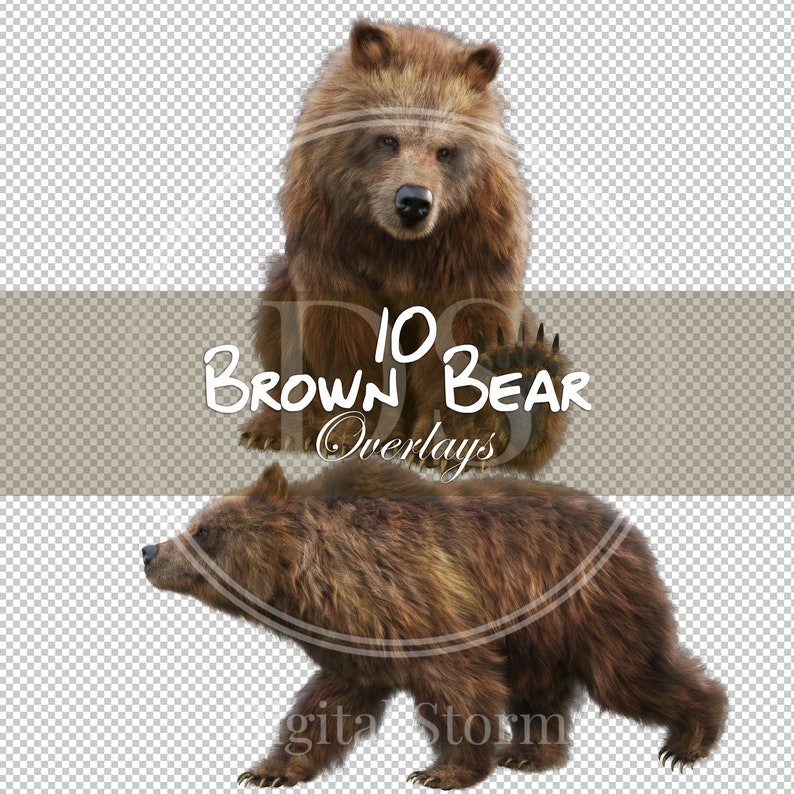 10 Brown Bear Transparent Overlays,transparent PNG Bear,brown Bear Clip ...