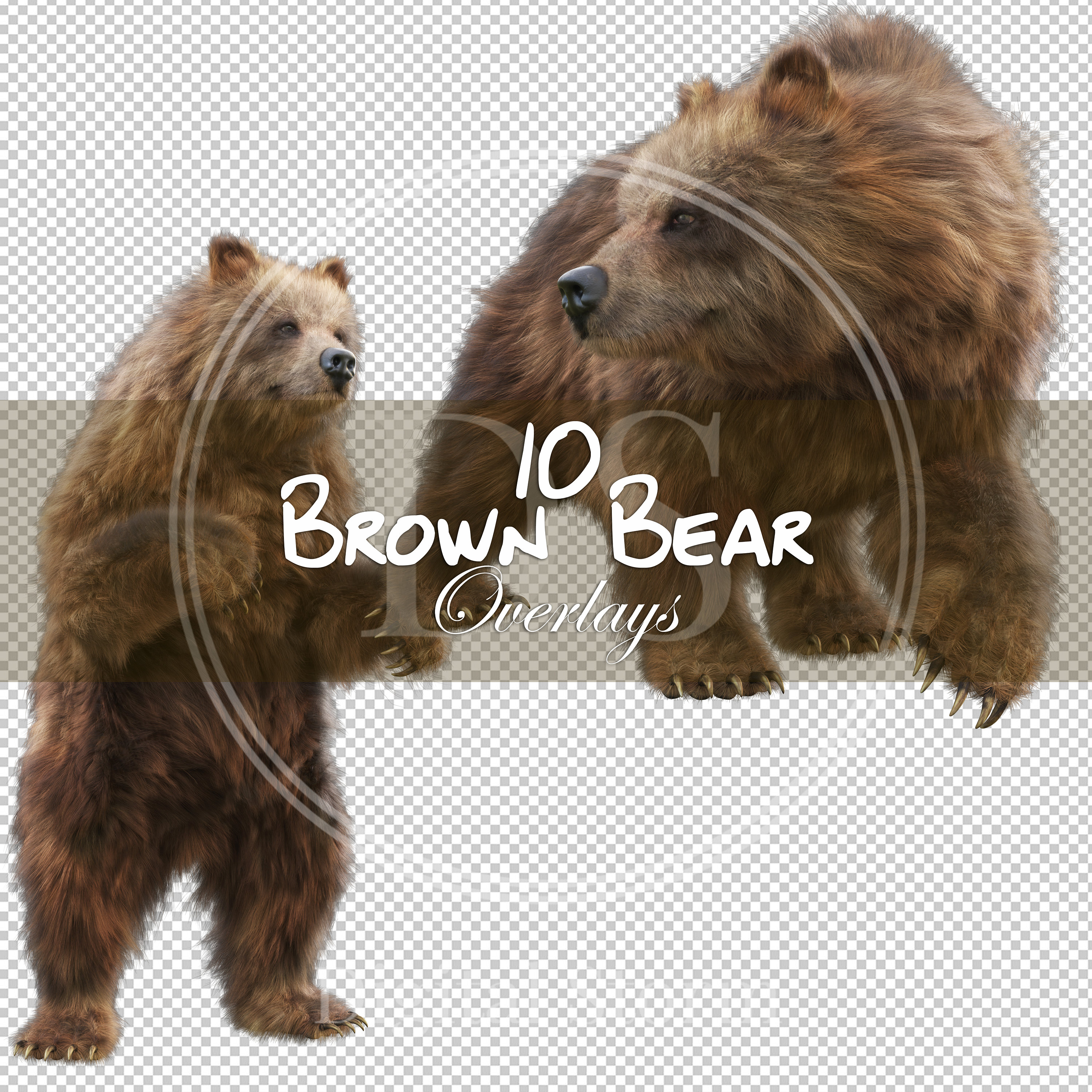 10 Brown Bear Transparent Overlays,transparent PNG Bear,brown Bear Clip ...