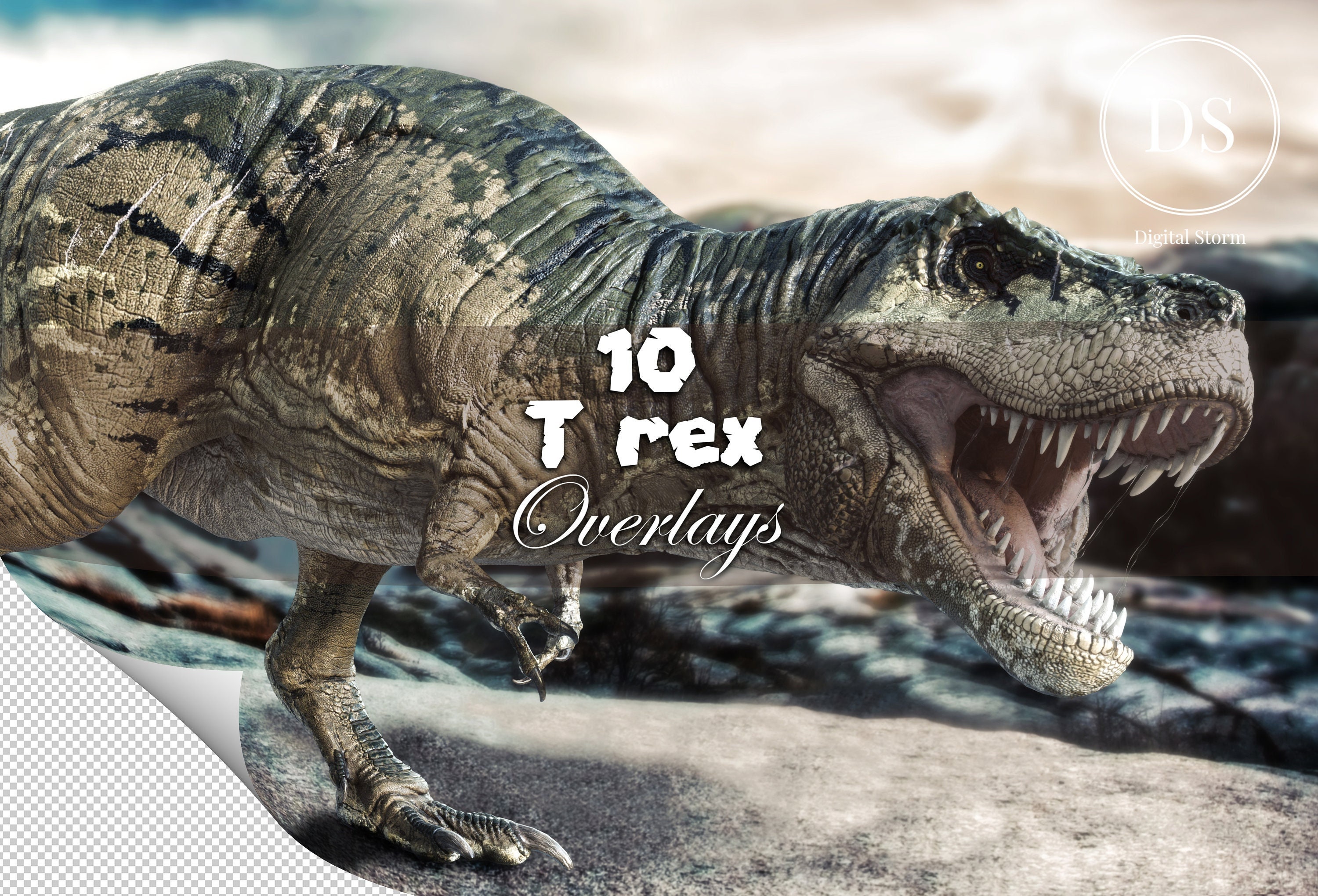 10 Trex Transparent Overlays,transparent PNG Trex,t-rex Clip Art for ...