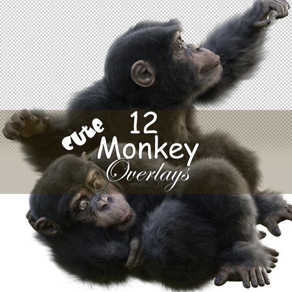 Chimpanzee 12 Monkey Overlays Grate Ape Baby Monkey Cute - Etsy