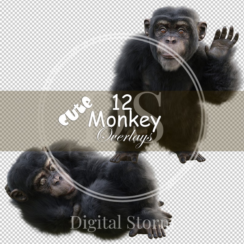 Chimpanzee , 12 Monkey Overlays, Grate Ape , Baby Monkey, Cute Monkey ...