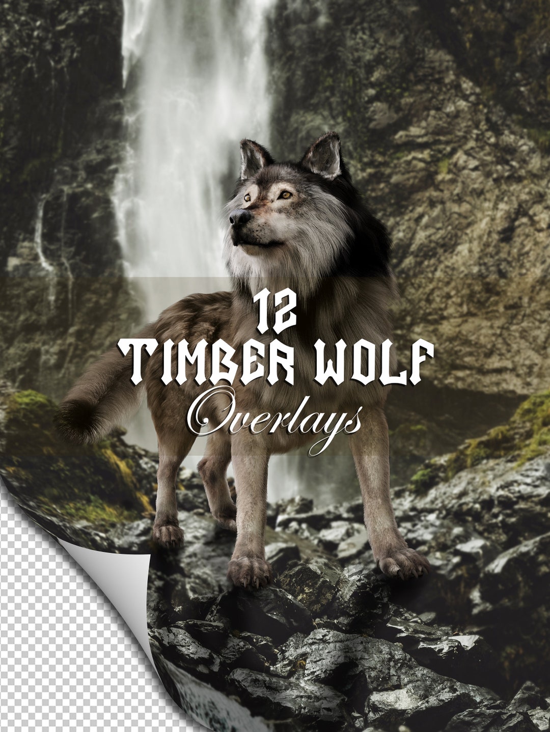 12 Timber Wolf Overlays , Wolf Clip Art , Transparent Background , PNG ...
