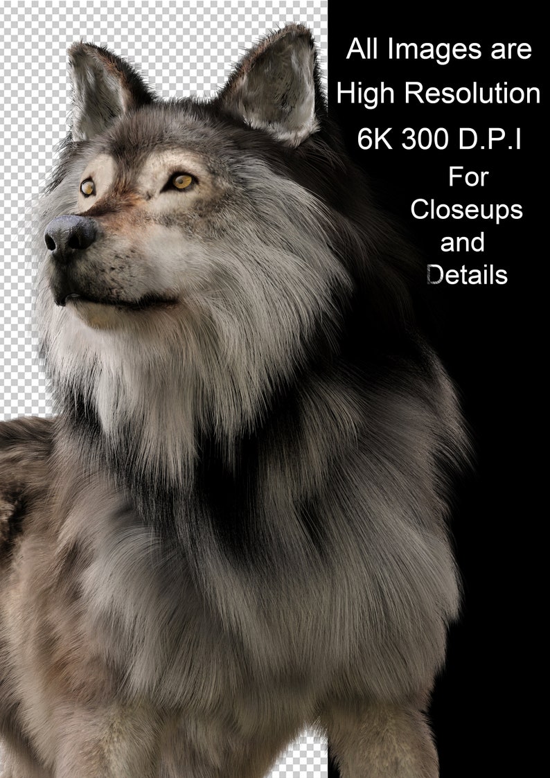 12 Timber Wolf Overlays , Wolf Clip Art , Transparent Background , PNG ...