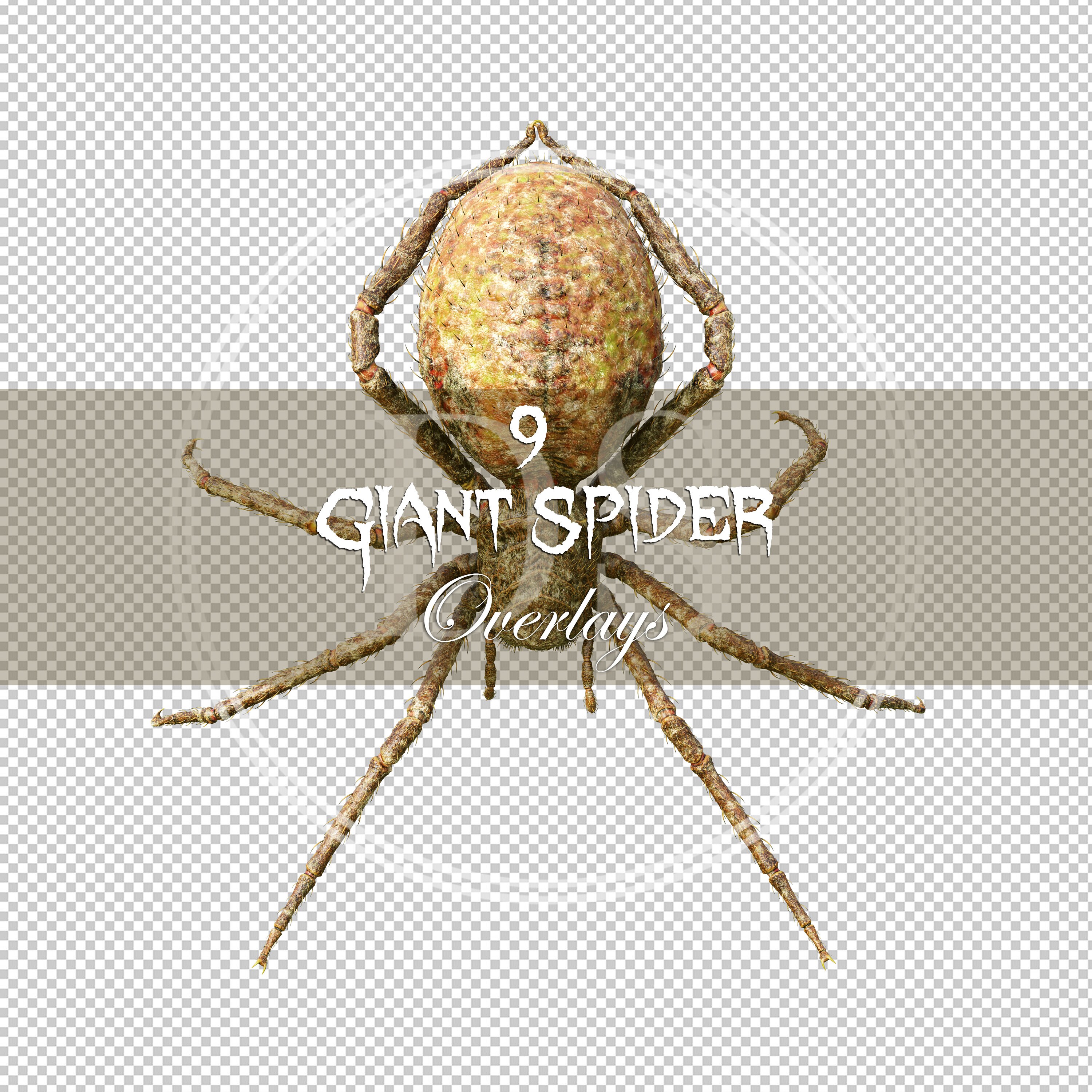 9 Spider Transparent Overlays,transparent PNG Spider's,spider Clip Art ...