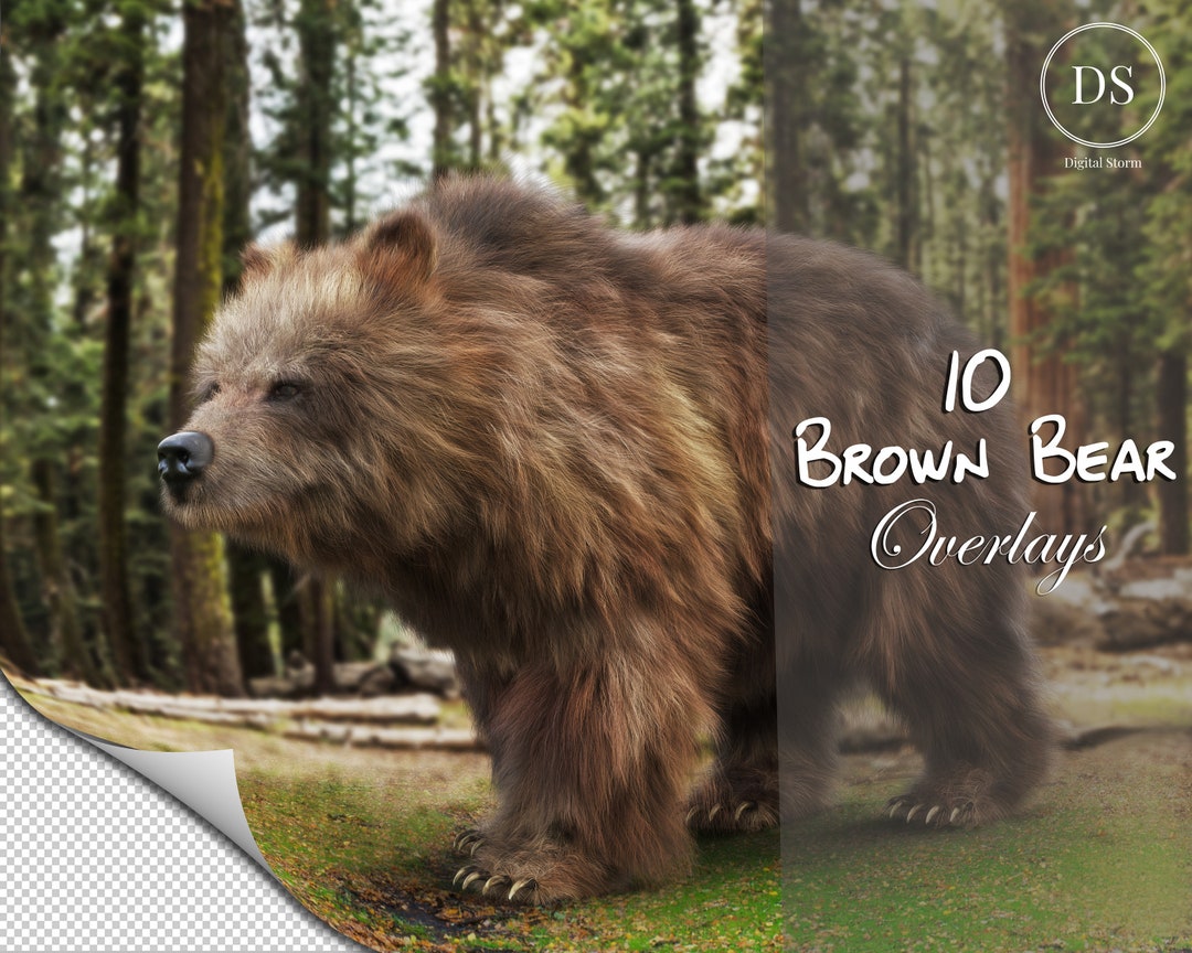 10 Brown Bear Transparent Overlays,transparent PNG Bear,brown Bear Clip ...