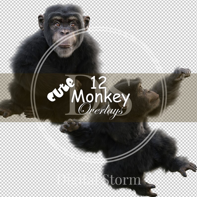 Chimpanzee , 12 Monkey Overlays, Grate Ape , Baby Monkey, Cute Monkey ...