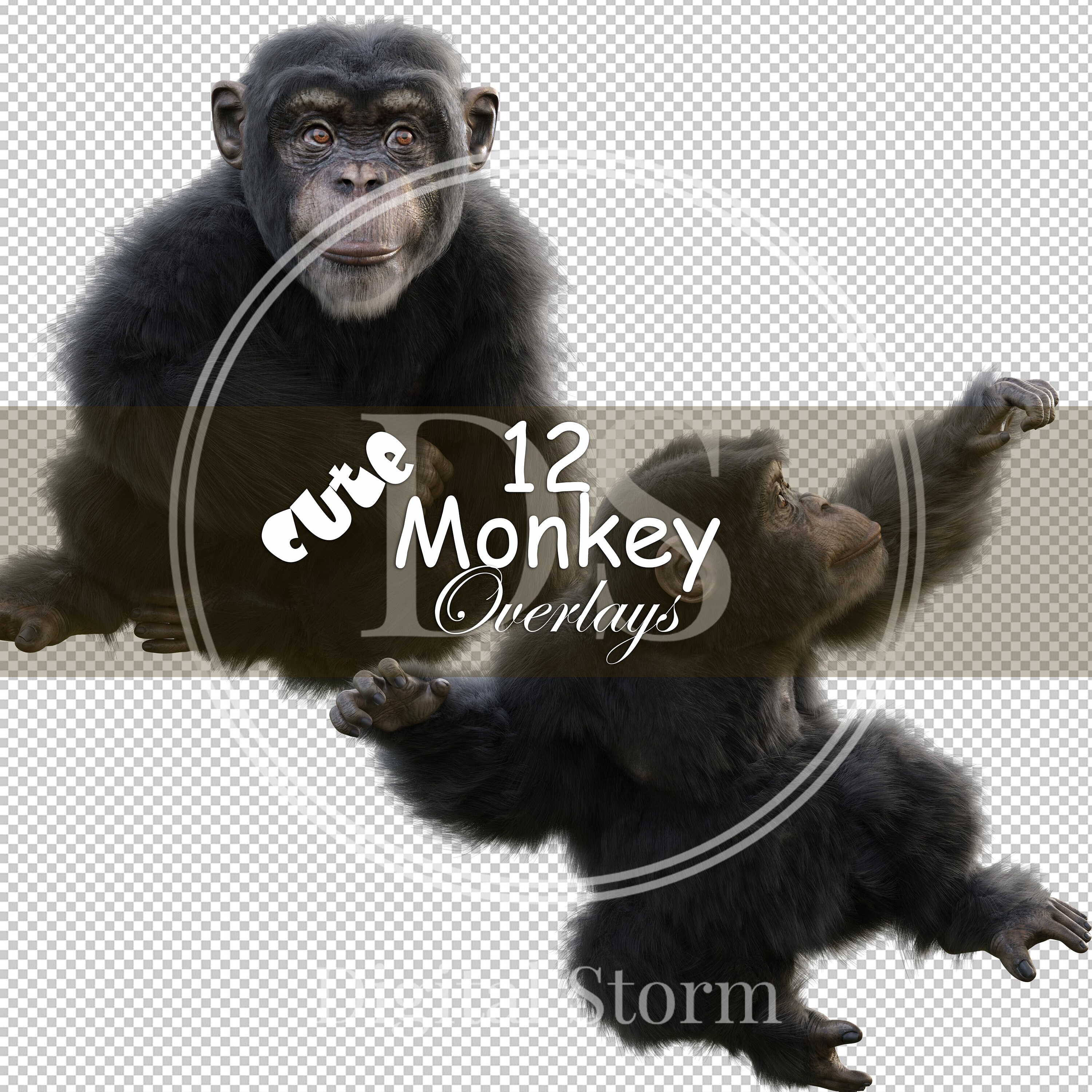 Chimpanzee , 12 Monkey Overlays, Grate Ape , Baby Monkey, Cute Monkey ...