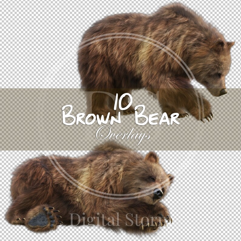 10 Brown Bear Transparent Overlays,transparent PNG Bear,brown Bear Clip ...