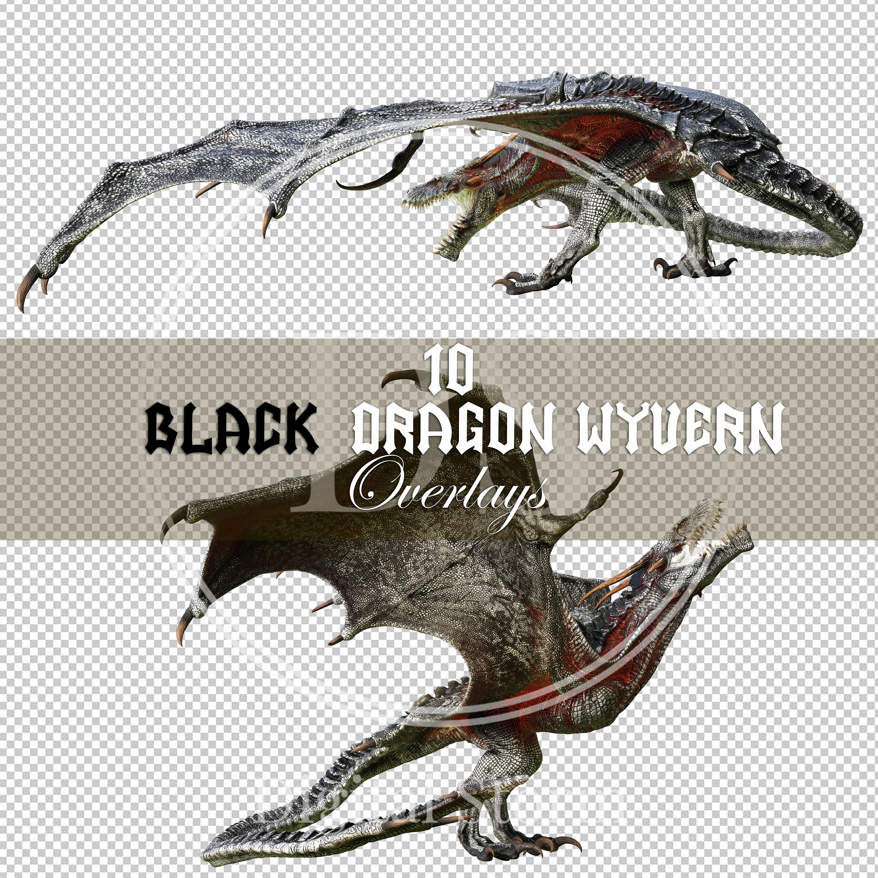 10 Fantasy Dragon Black Wyvern Transparent - Etsy