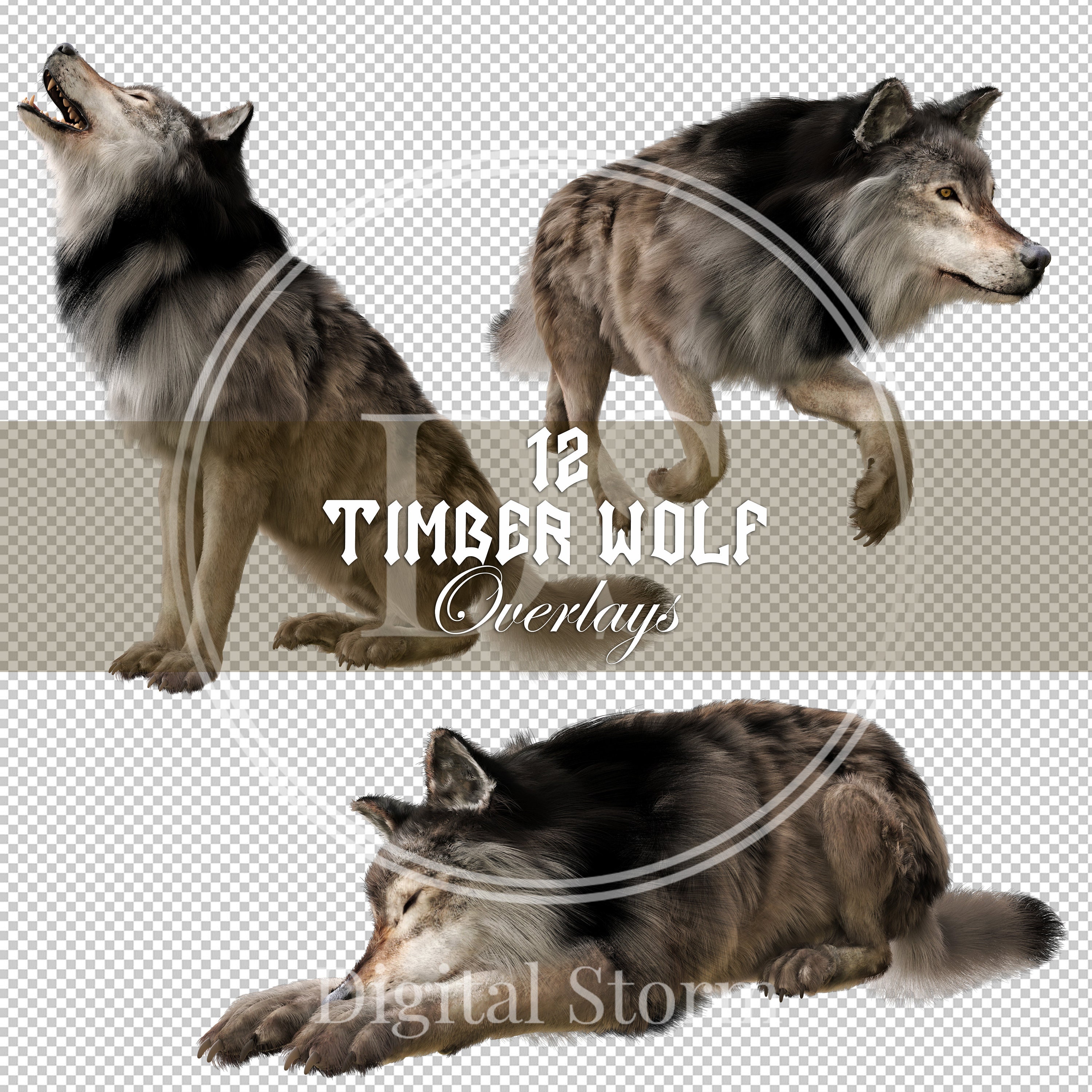 12 Timber Wolf Overlays , Wolf Clip Art , Transparent Background , PNG ...