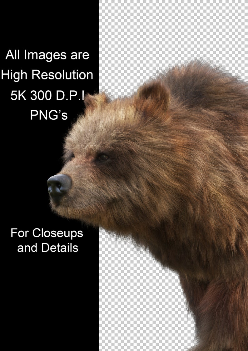 10 Brown Bear Transparent Overlays,transparent PNG Bear,brown Bear Clip ...