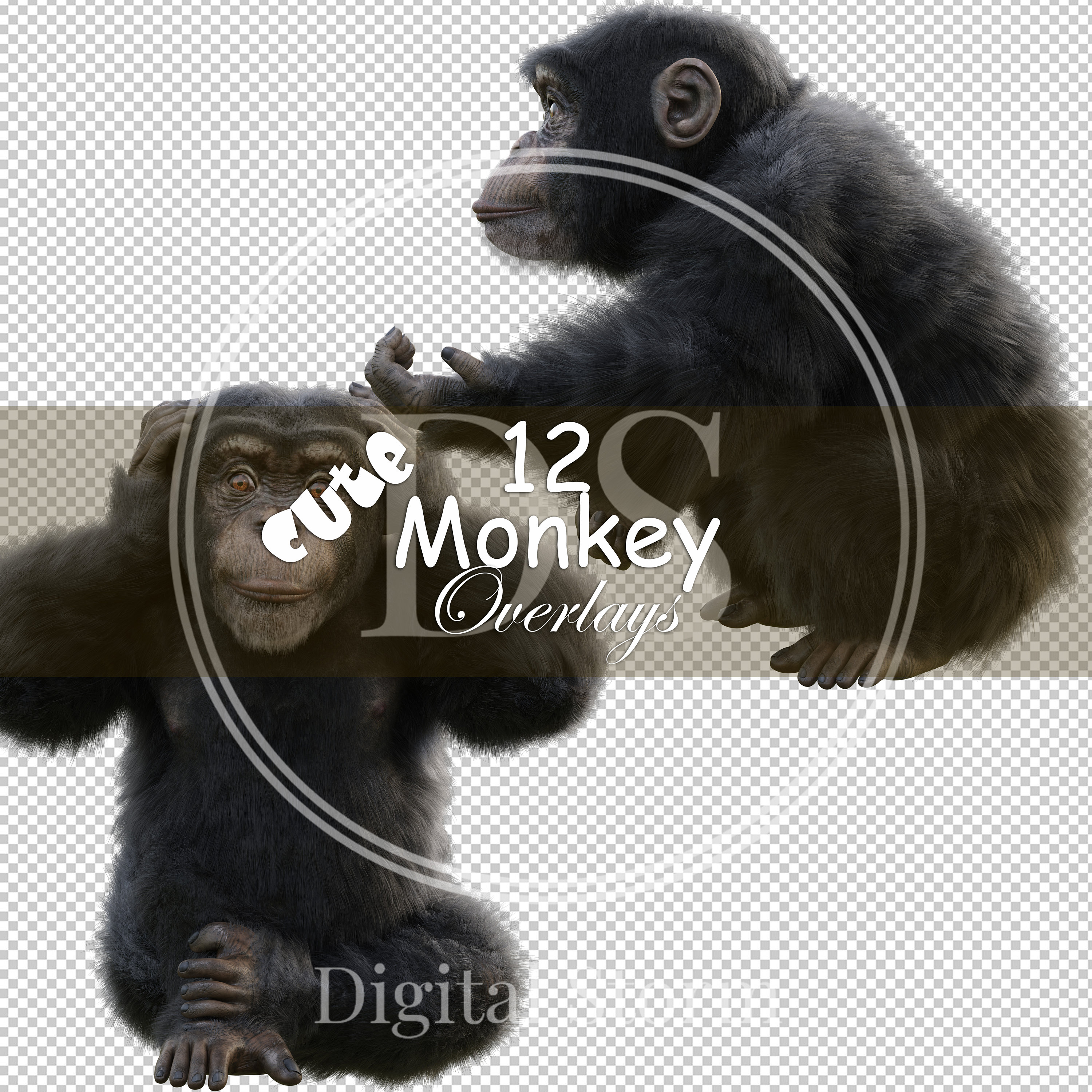 Chimpanzee , 12 Monkey Overlays, Grate Ape , Baby Monkey, Cute Monkey ...