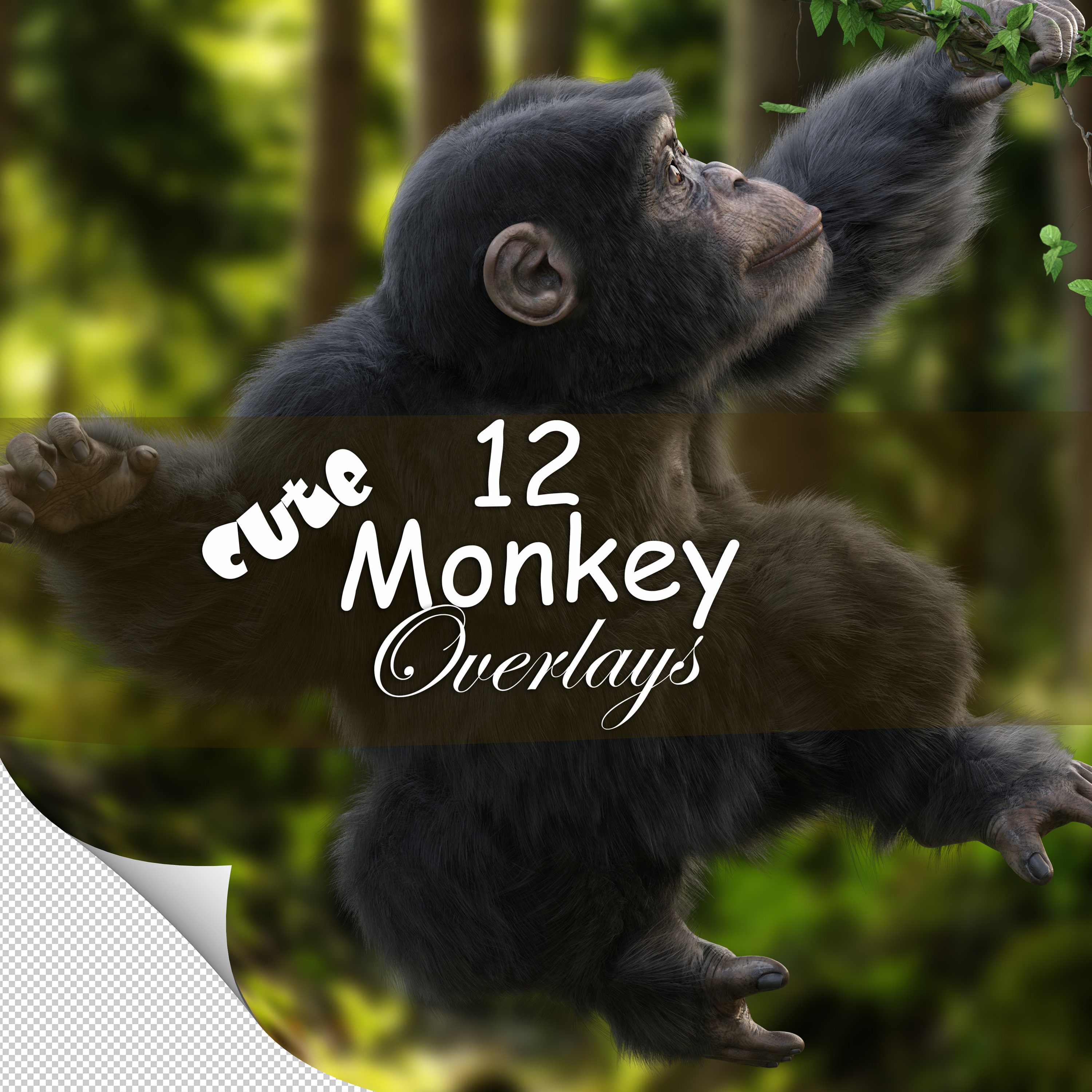 Chimpanzee , 12 Monkey Overlays, Grate Ape , Baby Monkey, Cute Monkey ...