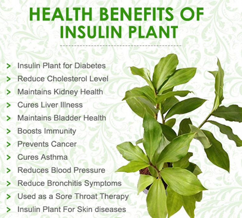 Organic Insulin Plant Leaves Powder costus Igneus Best Herbal Tea/no ...