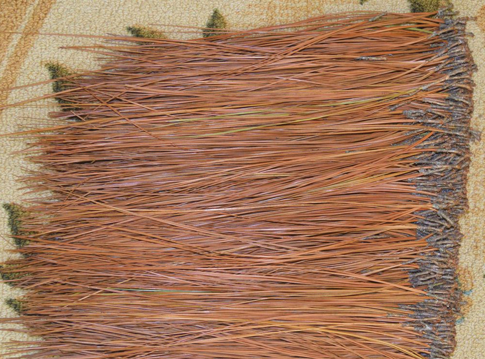 All Natural Long Leaf Pine Needles / Pine Straw for Crafts, Baskets ...