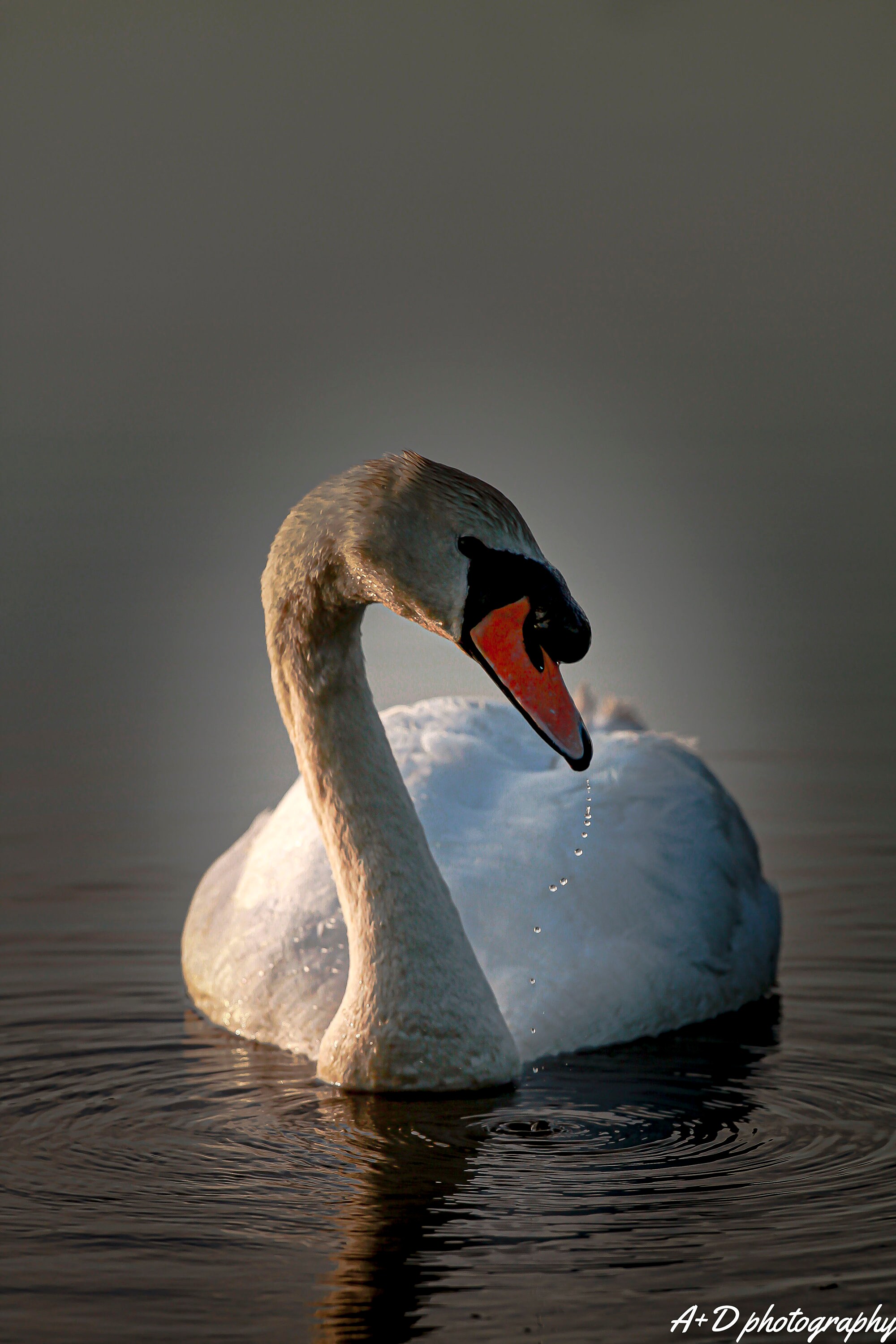 Swan Reflection - Etsy