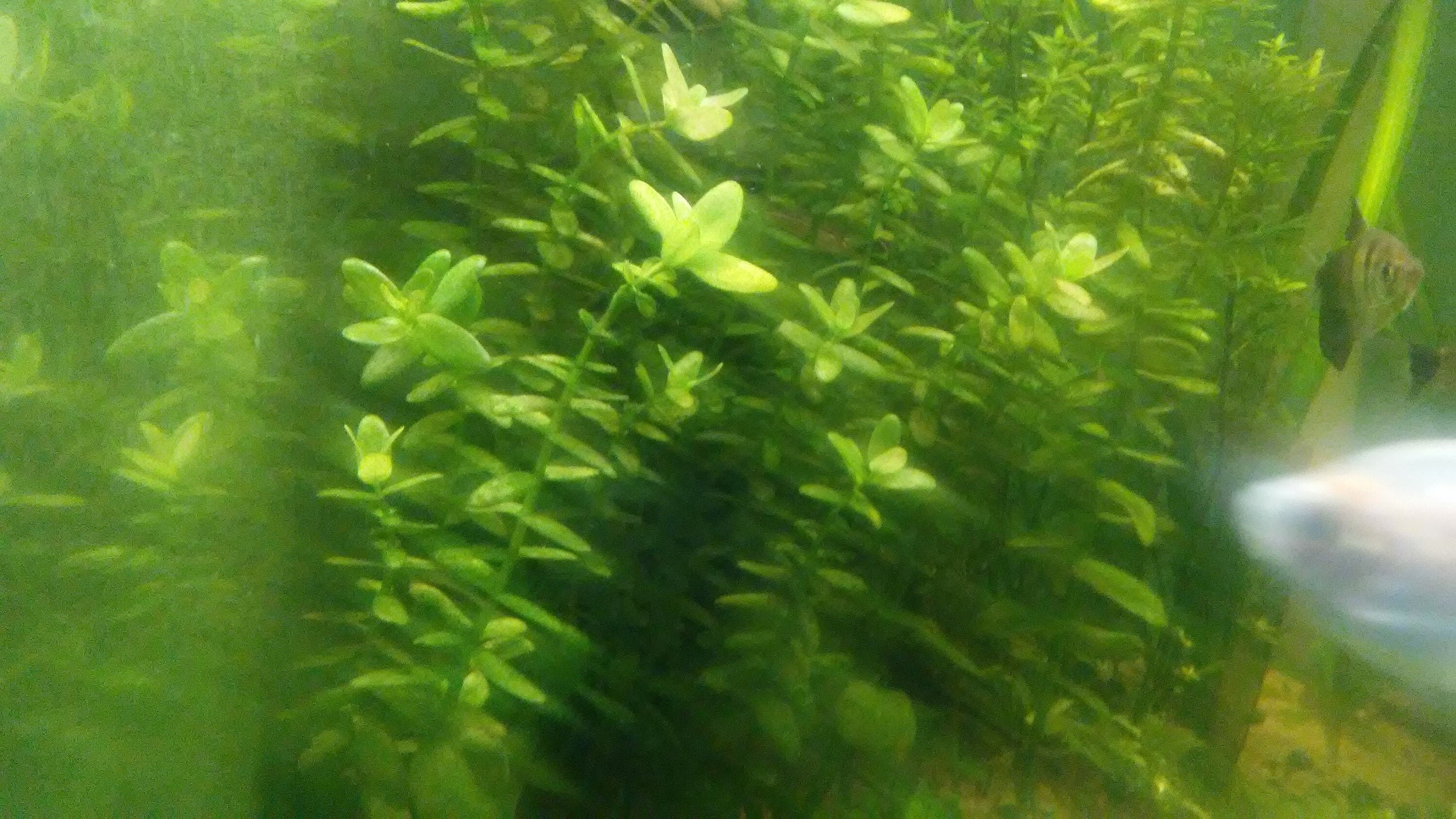 Bacopa Carolina - Etsy