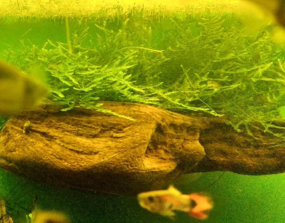 Driftwood Ledge for Aquarium. Large 8-12 Inches, Ships for Free - Etsy