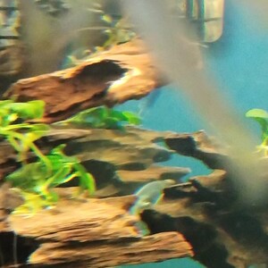 Aquarium Wall Ledges - Etsy