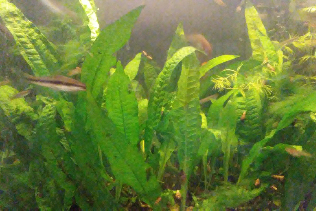 3 Baby Java Fern Plants - Etsy