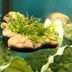 Aquarium Wall Ledges - Etsy