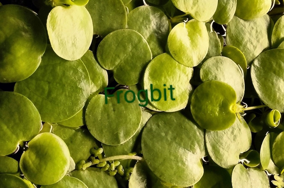 Frogbit - Etsy