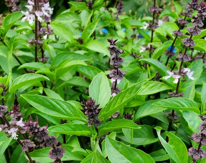 Basil Thai Siam Queen Seeds, Thai Basil Seeds, Ocimum Basilicum, Asian ...