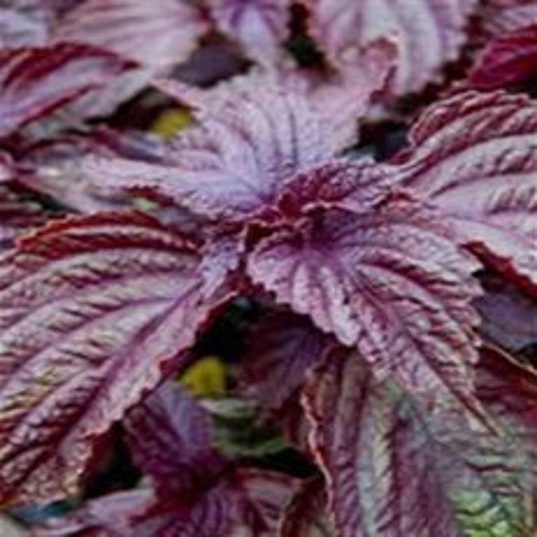 Purple Shiso Seeds Non GMO Open Pollinated Heirloom Purple - Etsy