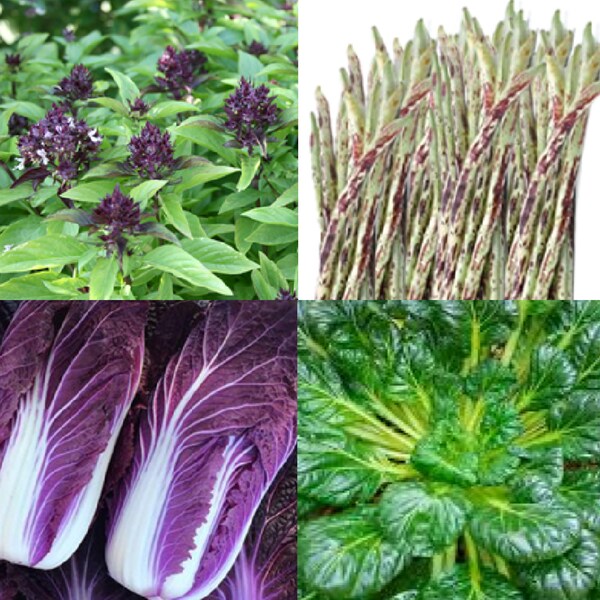 Chinese Cabbage - Etsy