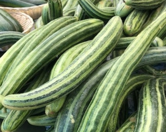 Striped Armenian Painted Serpent Cucumber Seeds - Etsy