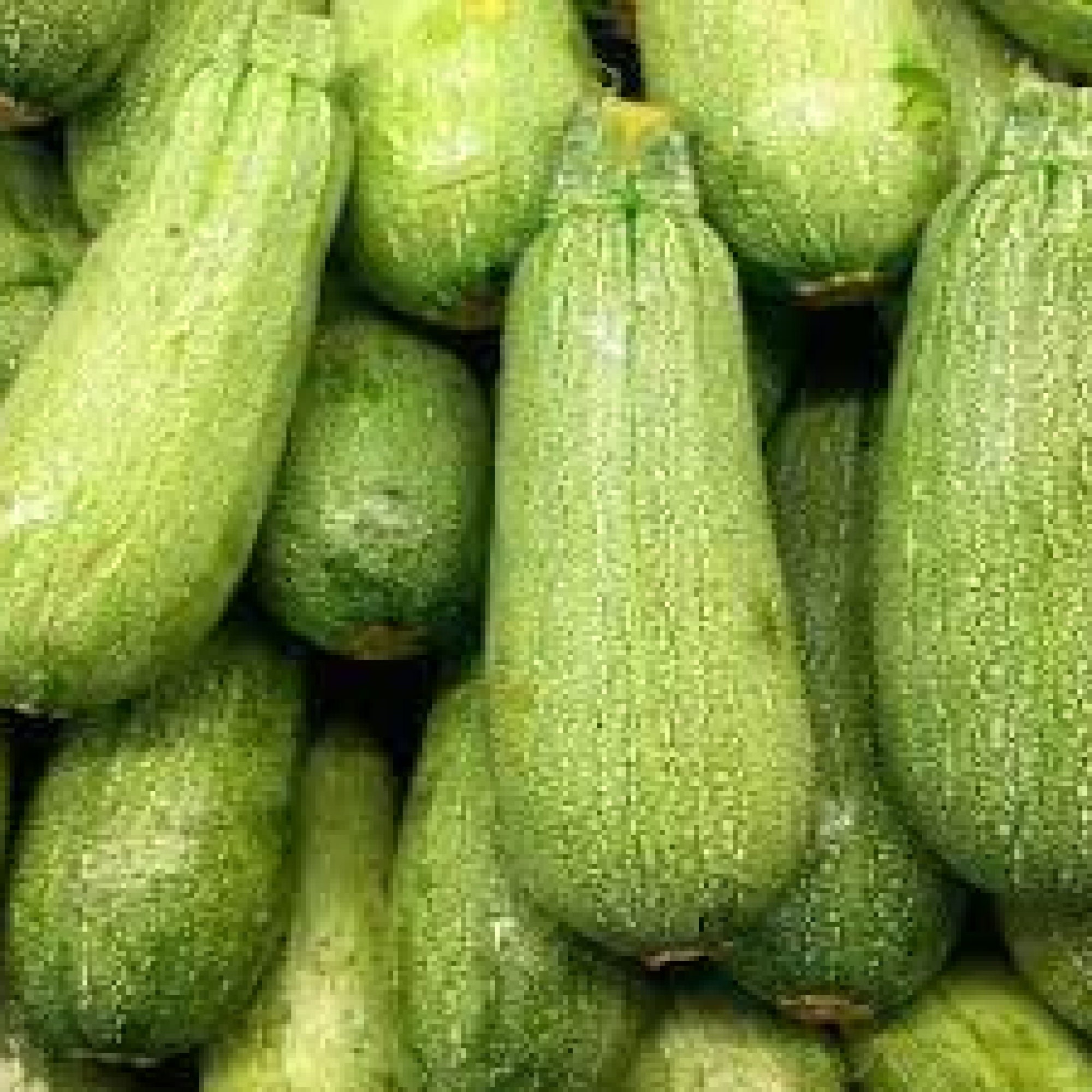 Squash Calabacita Mexican Grey Squash Grey Squash Grey - Etsy