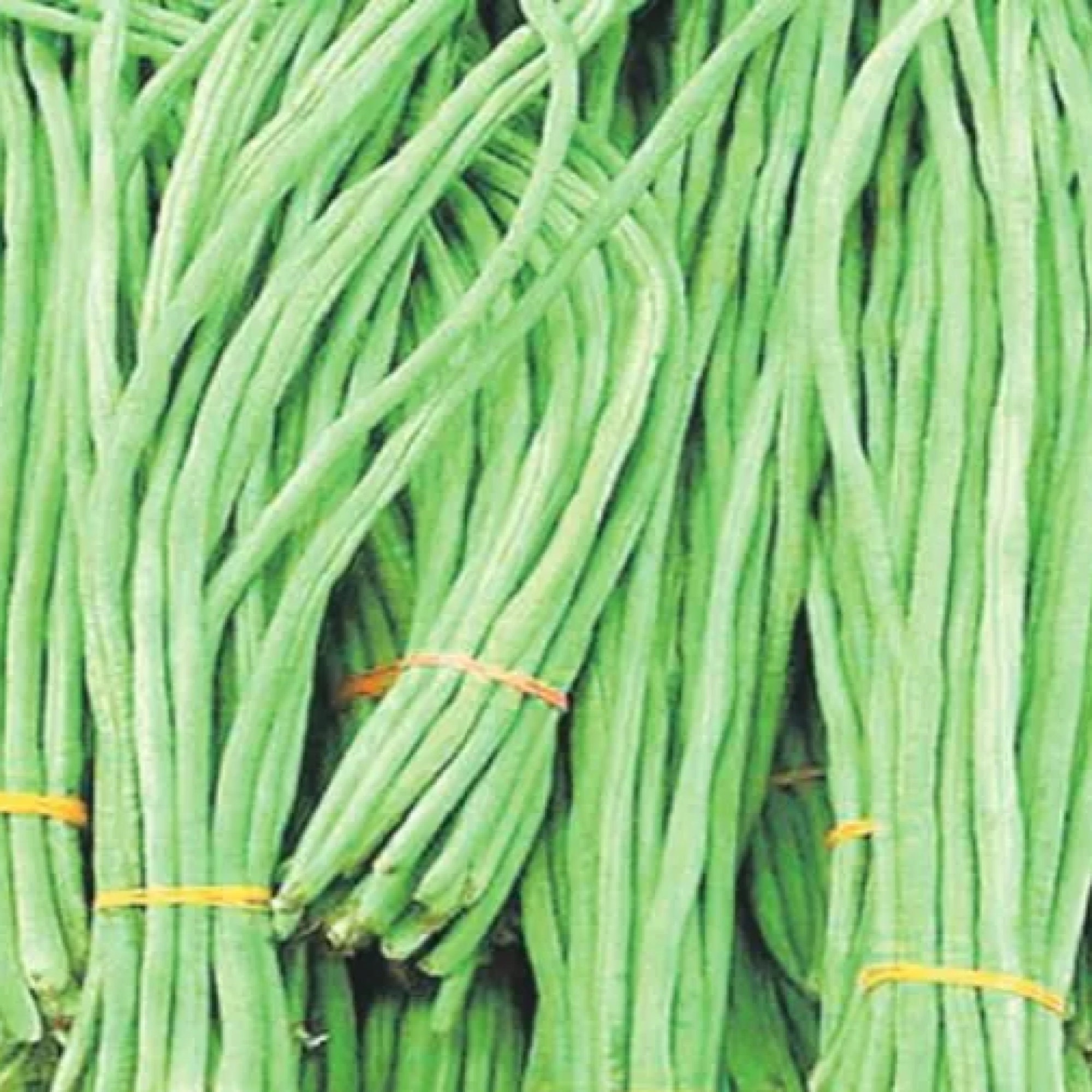 Chinese Yard Long Bean Seeds Asian Heirloom Snake Bean Yard - Etsy