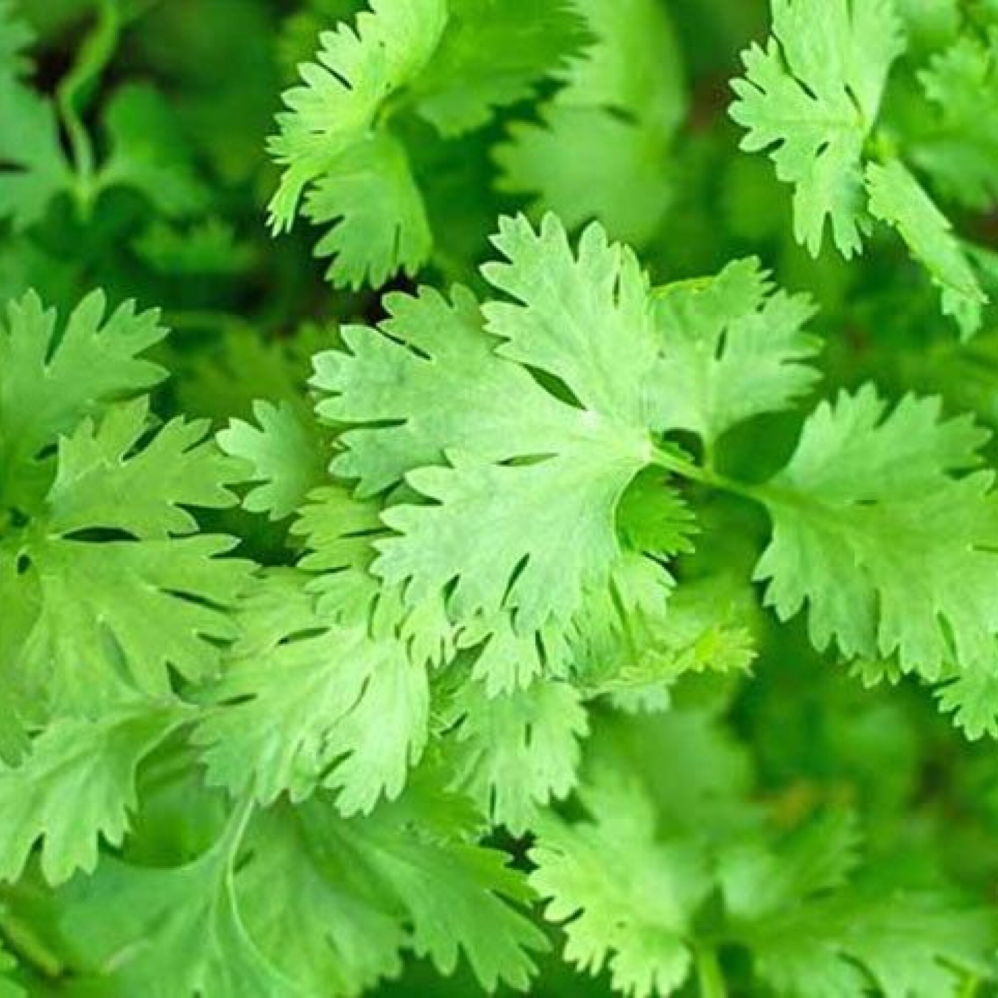Cilantro Seeds Slow Bolting Cilantro Coriander Seeds - Etsy