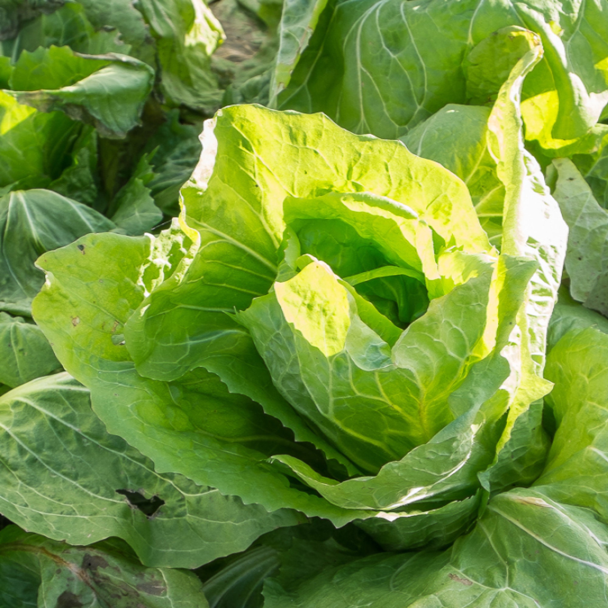 Escarole Plant