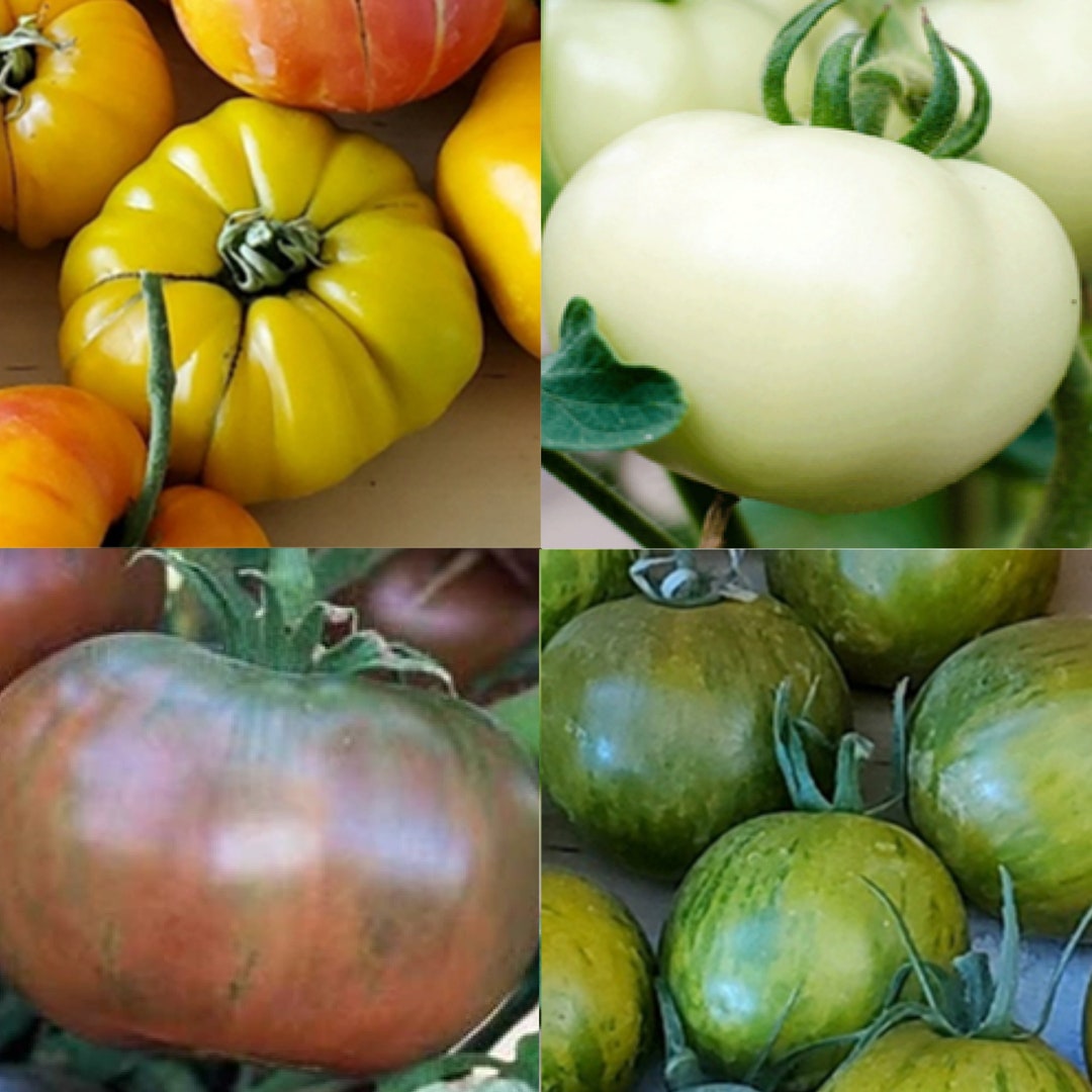 Pack de tomates ancestrales Zèbre vert Steak de bœuf big - Etsy France