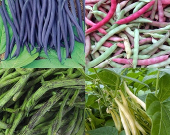 Half Runner Bean - Etsy