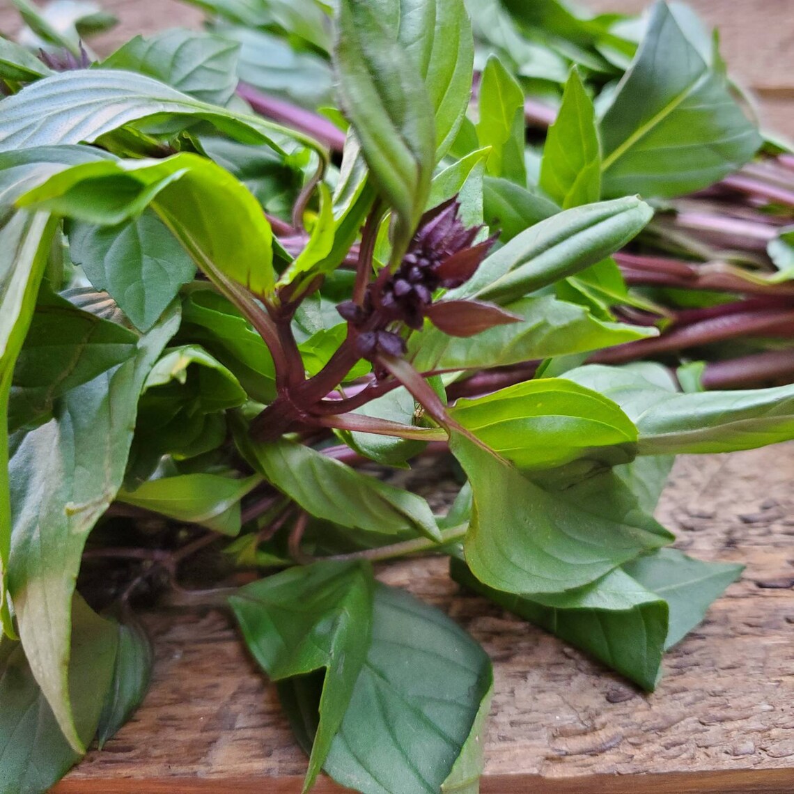 Basil Thai Siam Queen Seeds Thai Basil Seeds Ocimum | Etsy
