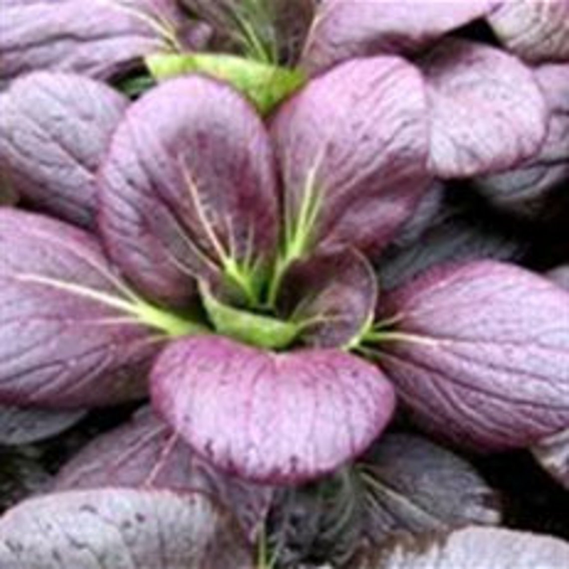 Pak Choi Chinese Red Pak Choi Red Bok Choi Purple - Etsy