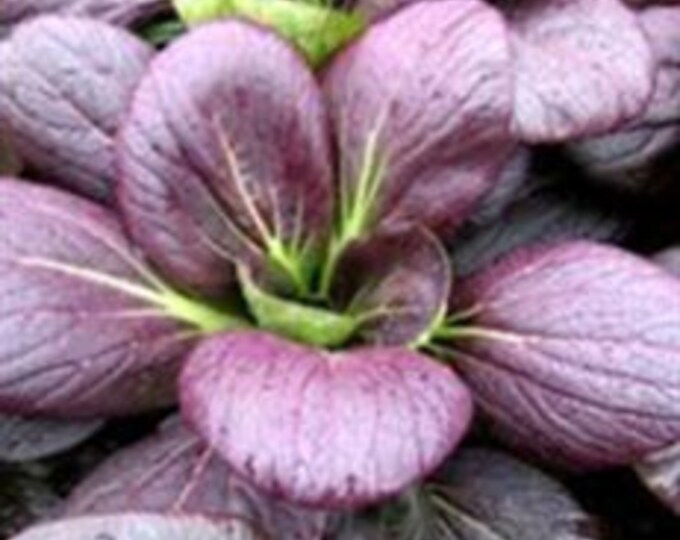 Pak Choi Chinese Red Pak Choi Red Bok Choi Purple Cabbage Purple Leafy ...
