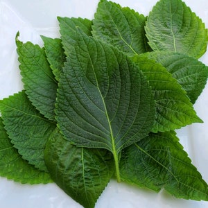 Green Shiso Seeds Ao Shiso Green Perilla Frutescens Ohba Ao | Etsy