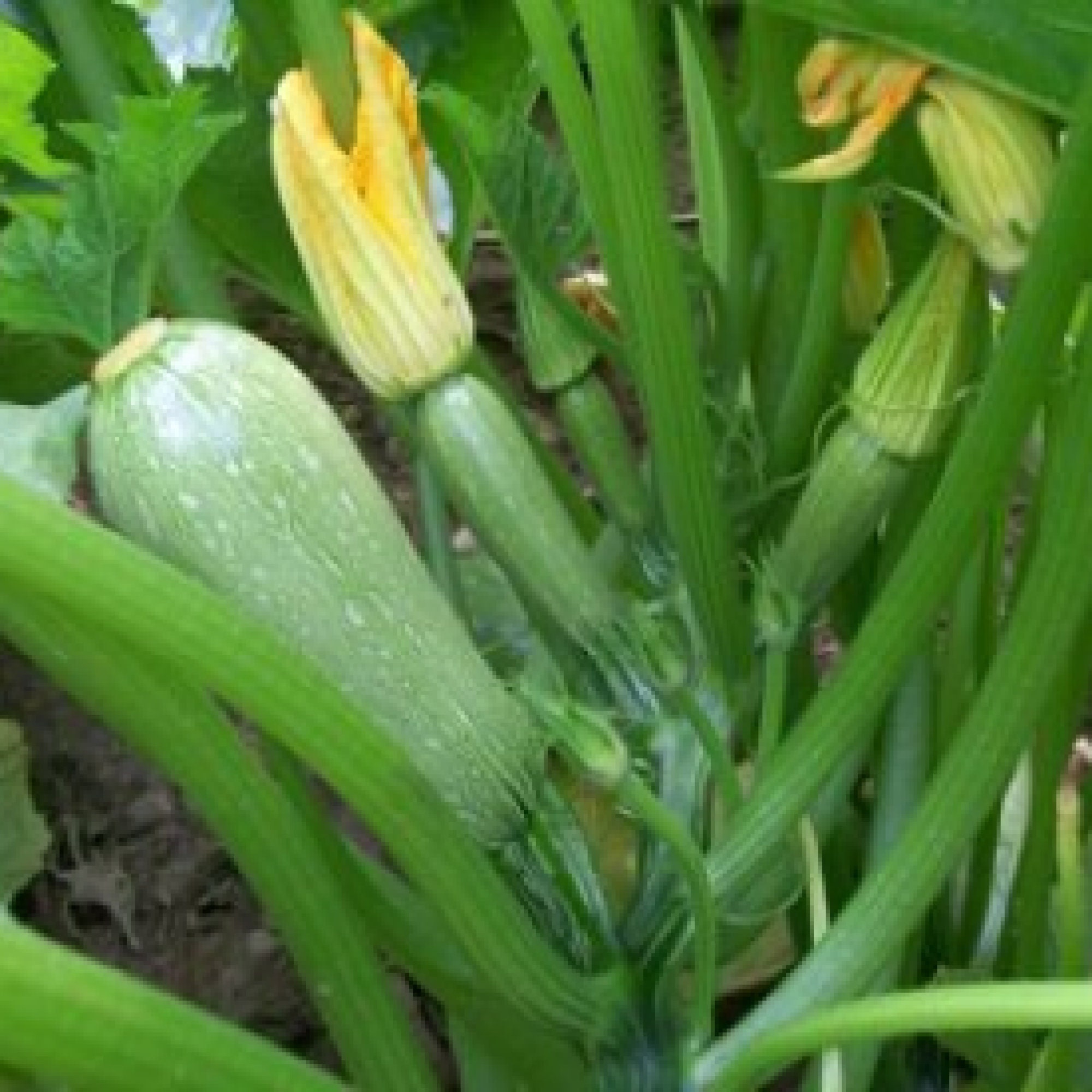 Squash Calabacita Mexican Grey Squash Grey Squash Grey - Etsy