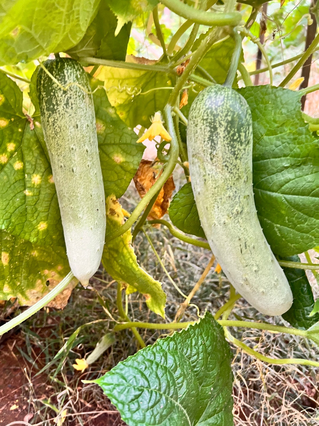 Indian Cucumbers 15 Seeds - Etsy