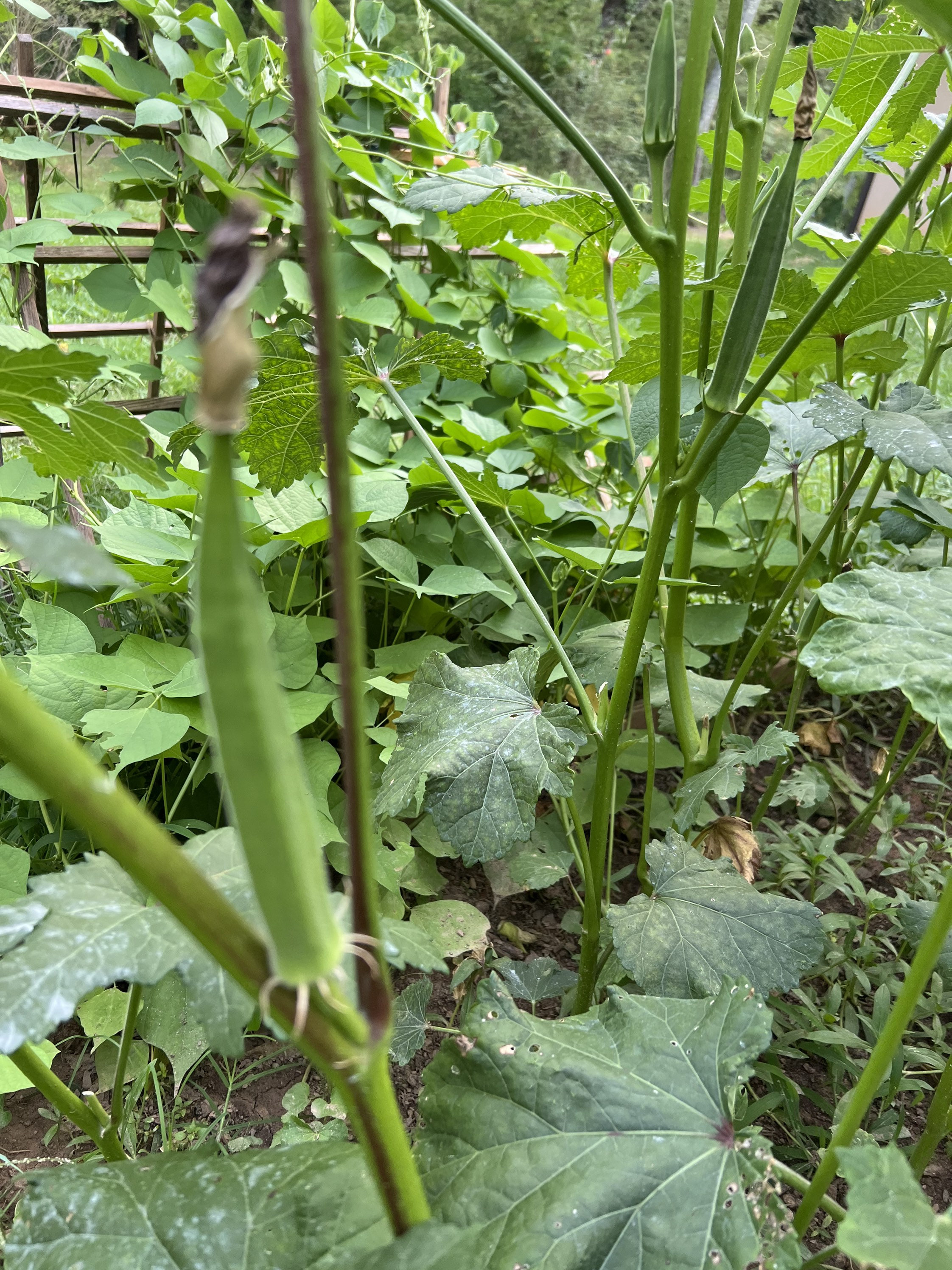 Indian Okra/deai Okra With 5 Ridges Approximately 20 Seeds - Etsy