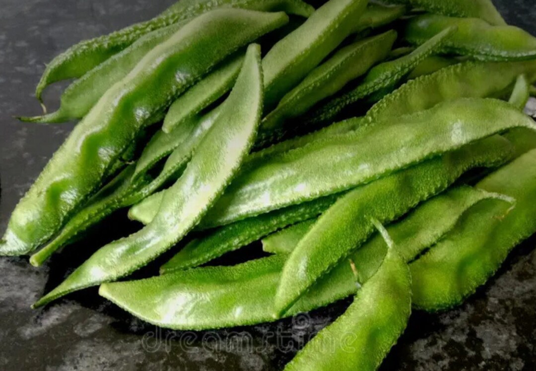 Ground Sem, 8 Seeds of Hyacinth/sem Beans, Grows Close to the Ground ...